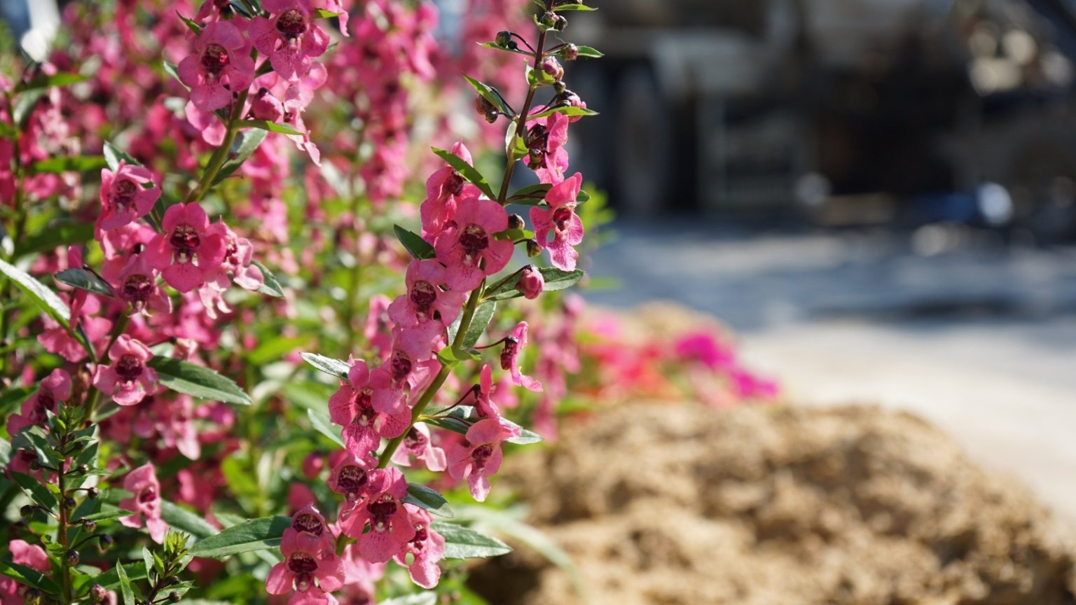 How to Plant, Grow, and Care for Angelonia