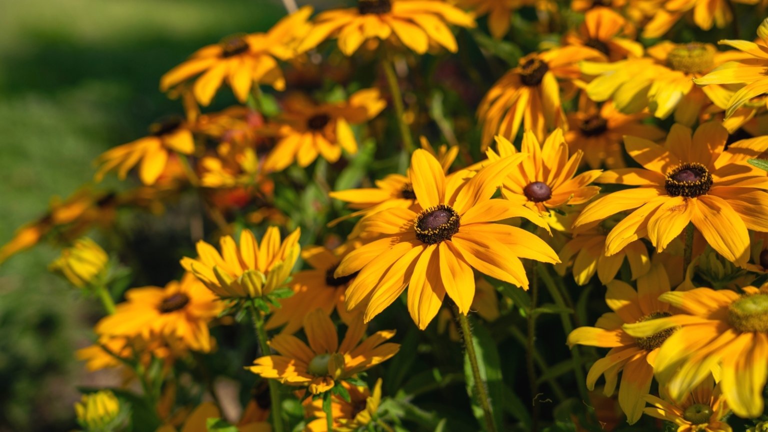 19 Aggressive Native Plants That Can Battle Invasive Species