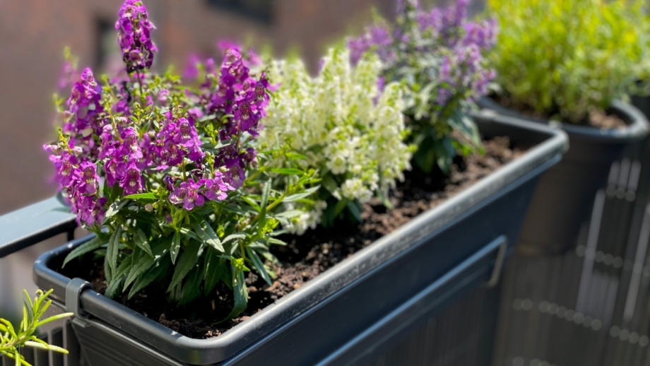How to Plant, Grow, and Care for Angelonia