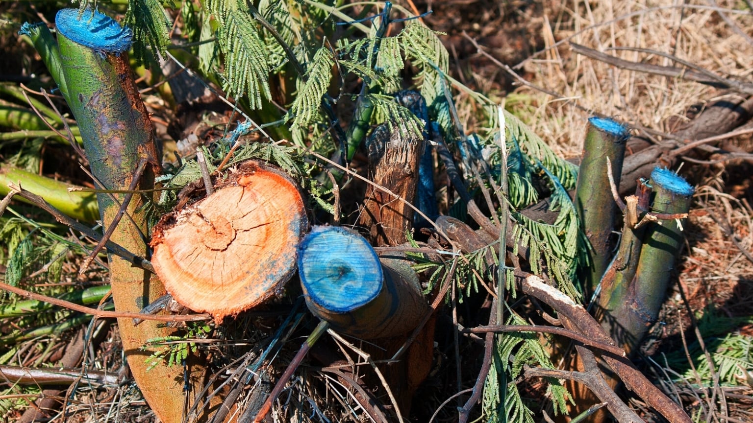 How to Get Rid of Autumn Olive Shrubs