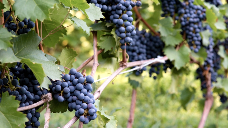 When and How to Harvest Grapes