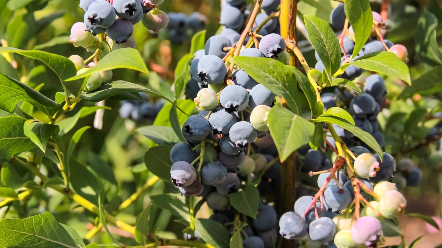 What Are Growing Zones, and What Do They Mean for Your Garden?