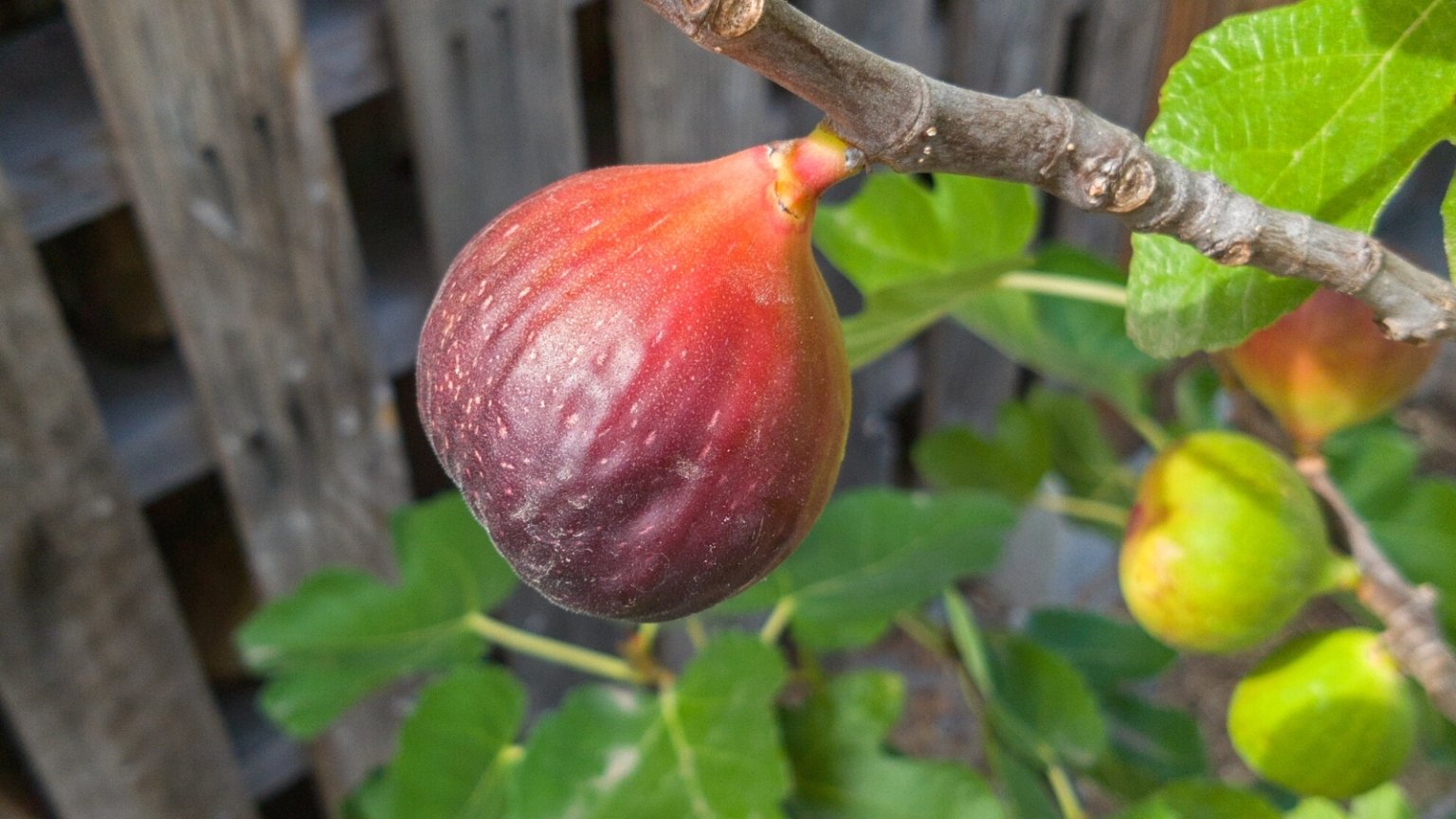 How to Plant, Grow, and Care For 'Brown Turkey' Figs