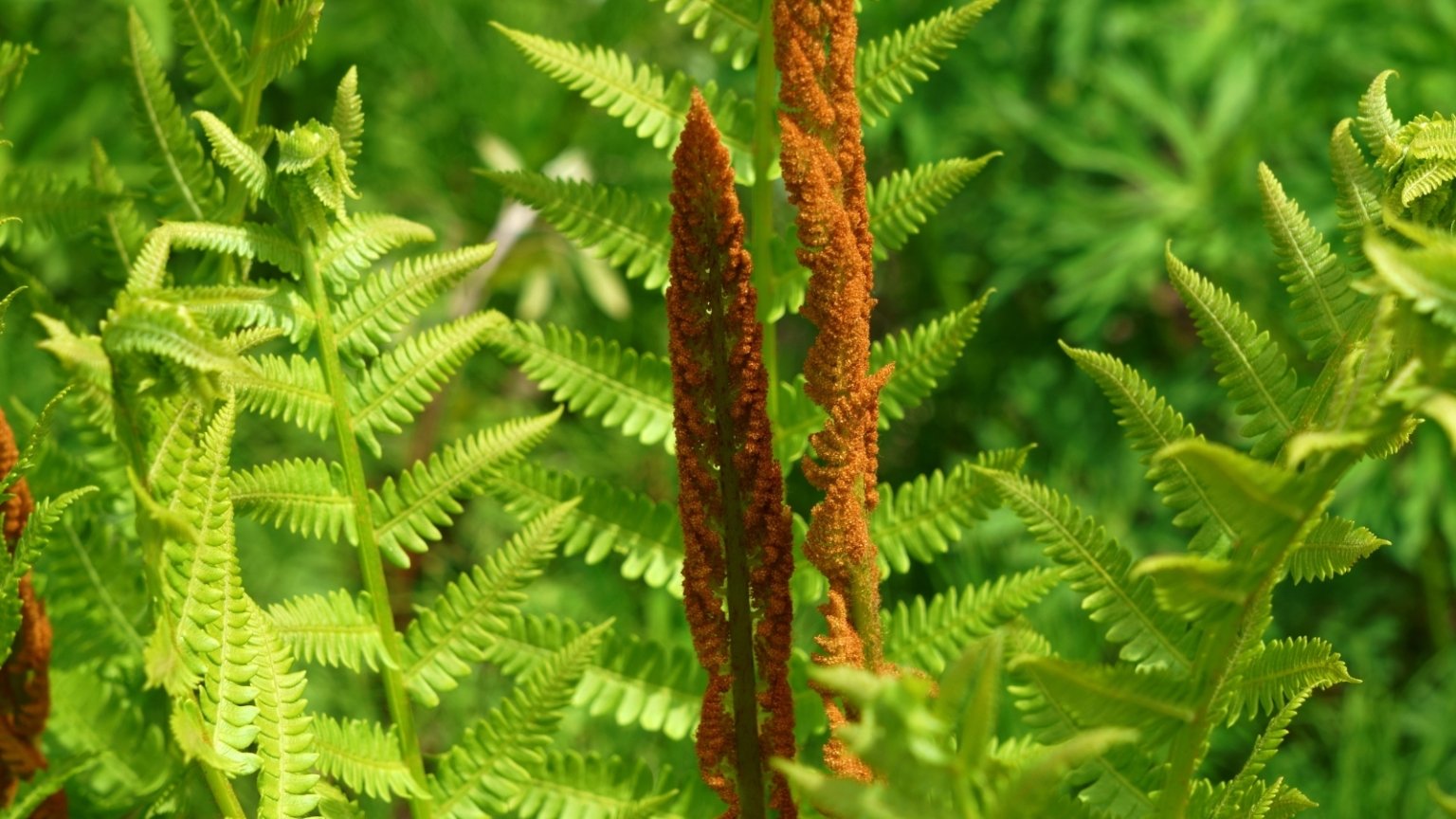 How to Plant, Grow, and Care for Cinnamon Ferns