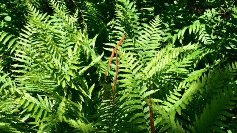 How to Plant, Grow, and Care for Cinnamon Ferns
