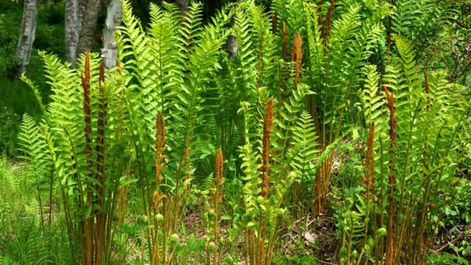 How to Plant, Grow, and Care for Cinnamon Ferns
