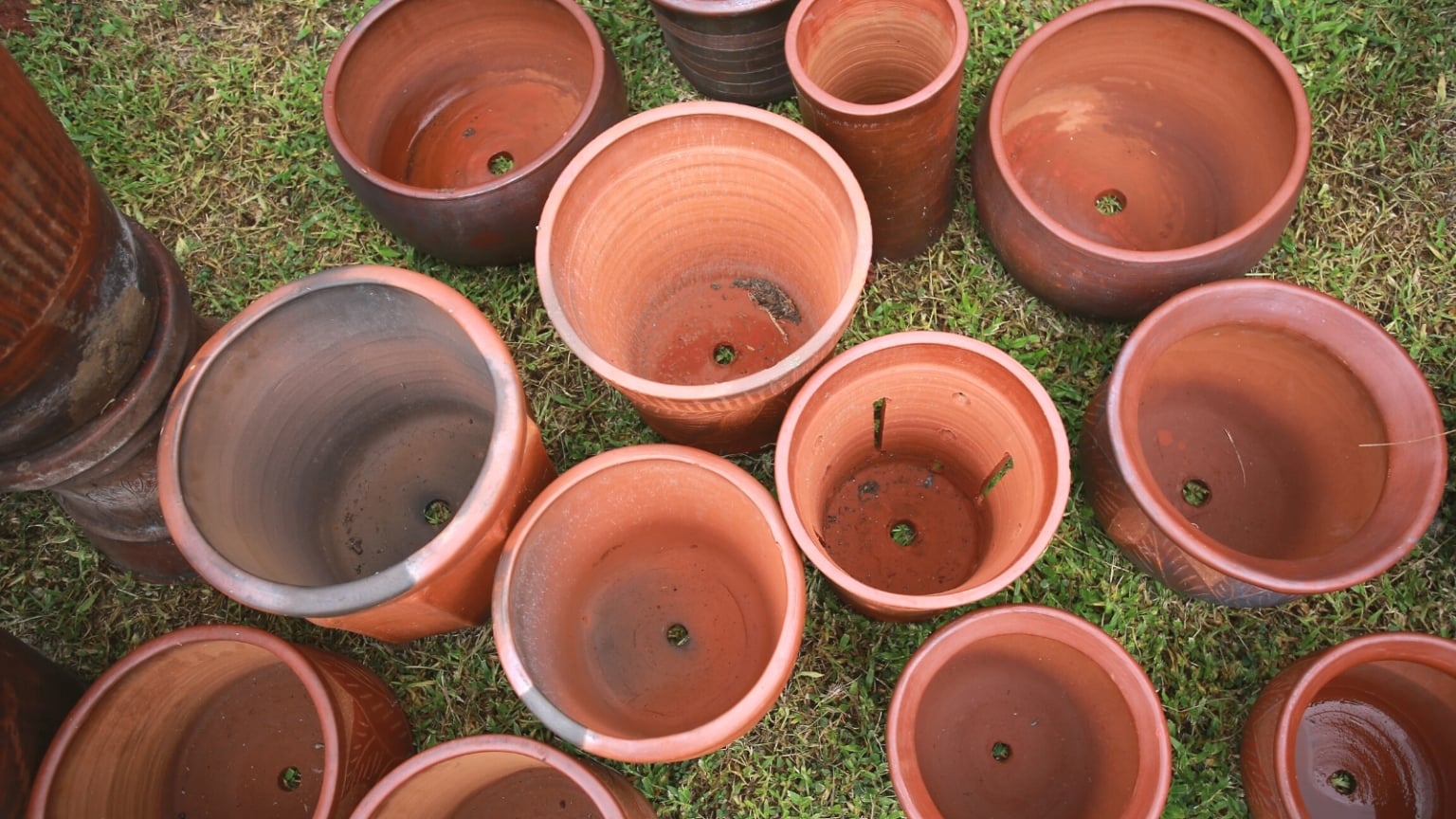 How to Plant Bare-Root Roses in Pots and Containers