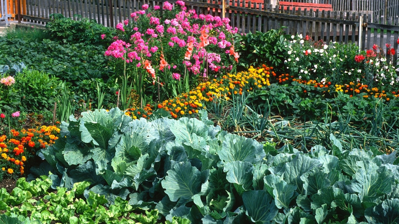 15 Benefits of Planting Flowers in Your Vegetable Garden