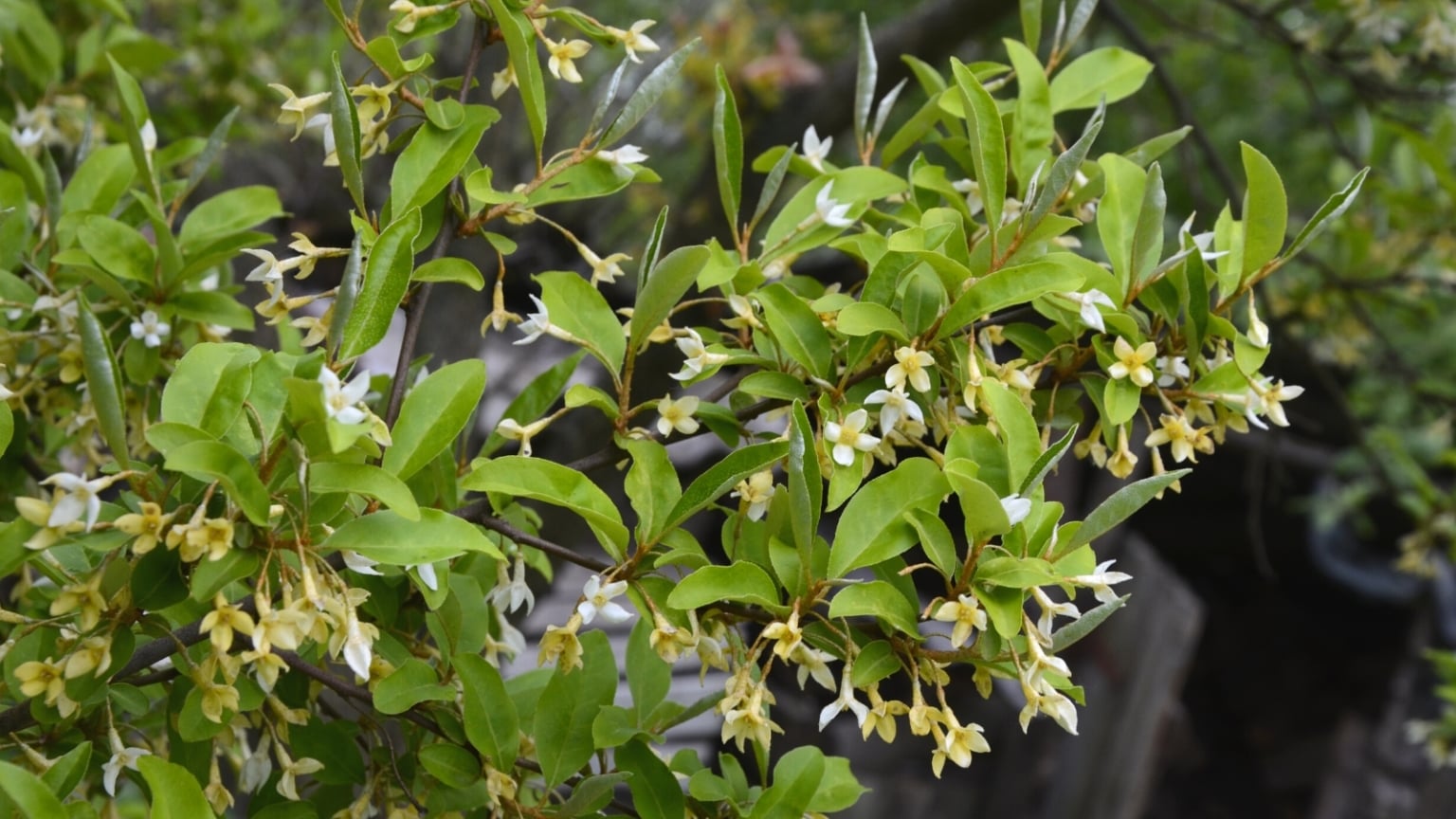 How to Get Rid of Autumn Olive Shrubs