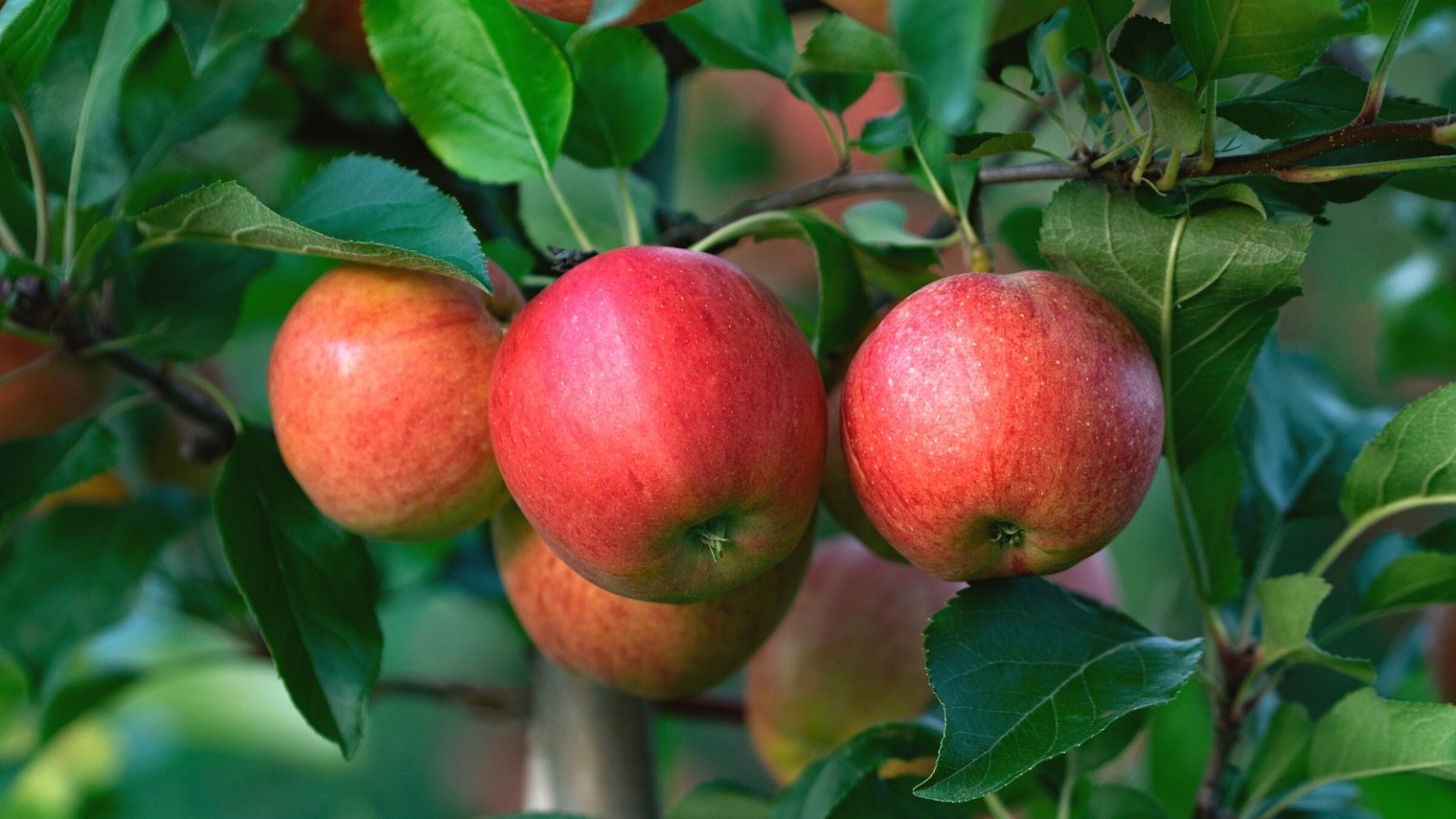 30 Most Delicious Apple Tree Varieties For Home Gardens