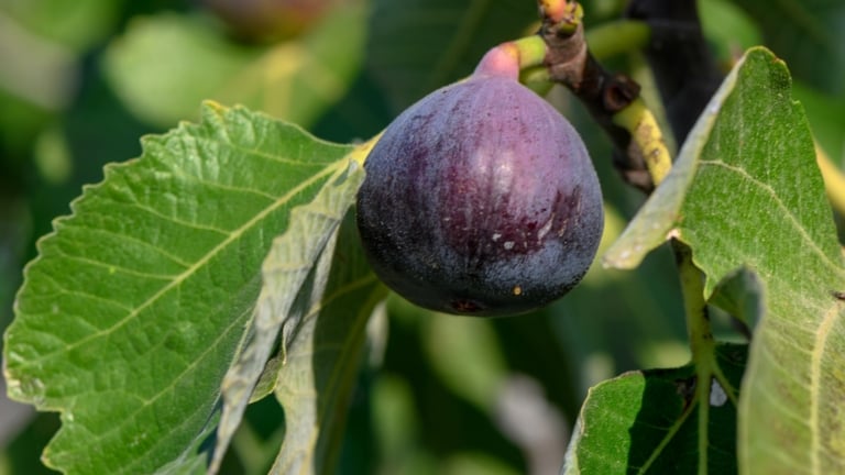 How to Plant, Grow, and Care For 'Black Mission' Fig Trees