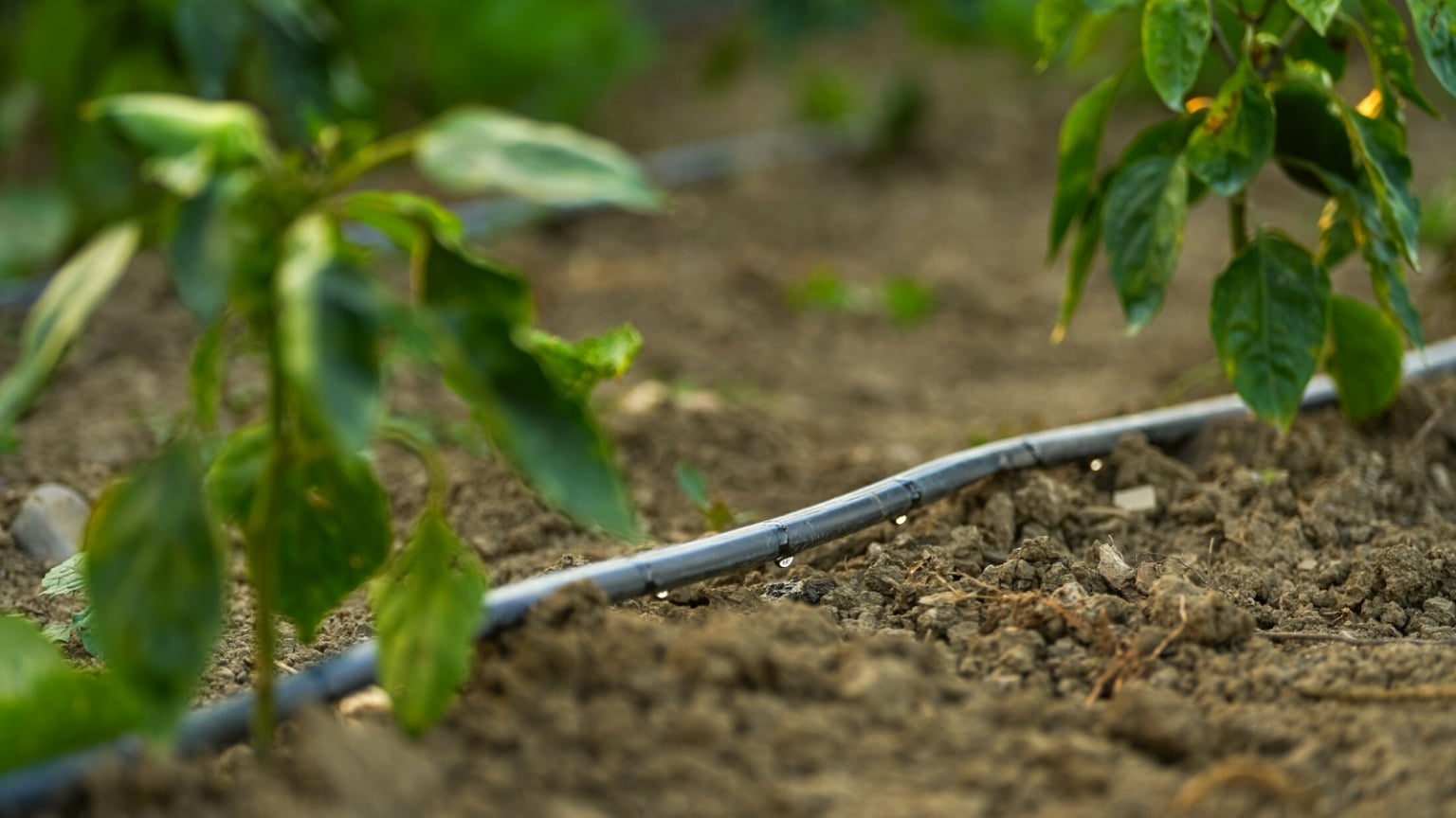 Planning Your Spring Vegetable Garden: 9 Pro Tips