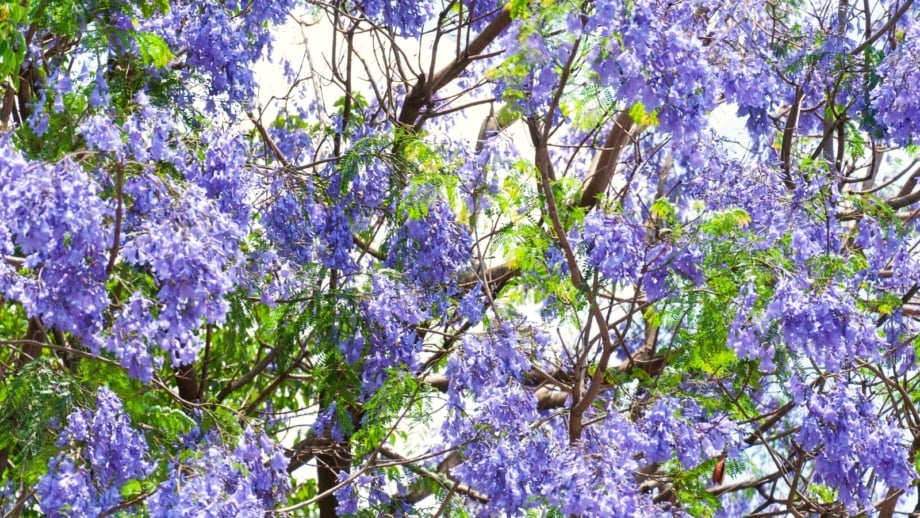 19 Beautiful Trees to Plant This Earth Day