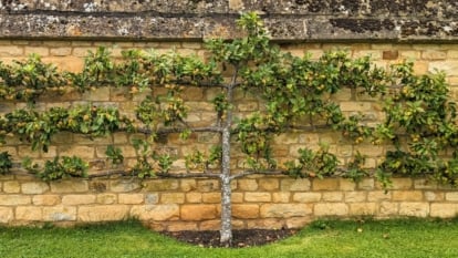 Espalier Fruit Trees: Big Harvests In Small Spaces - Epic Gardening