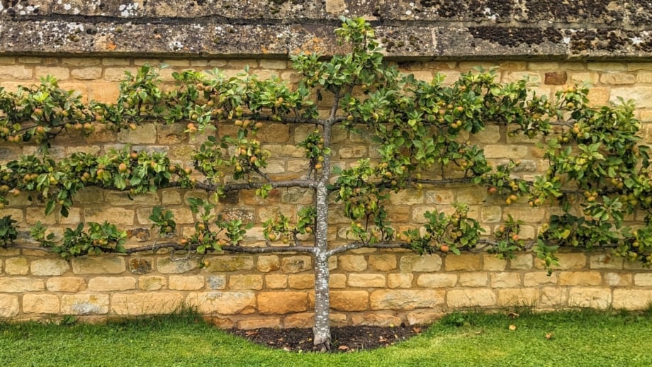 How to Espalier Fruit Trees and Climbing Plants in 6 Easy Steps