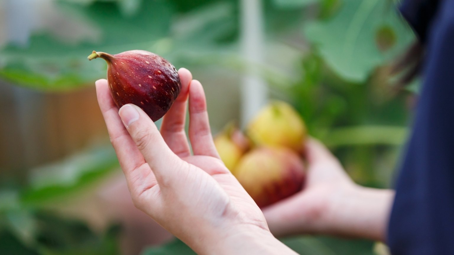 How to Plant, Grow, and Care For 'Brown Turkey' Figs