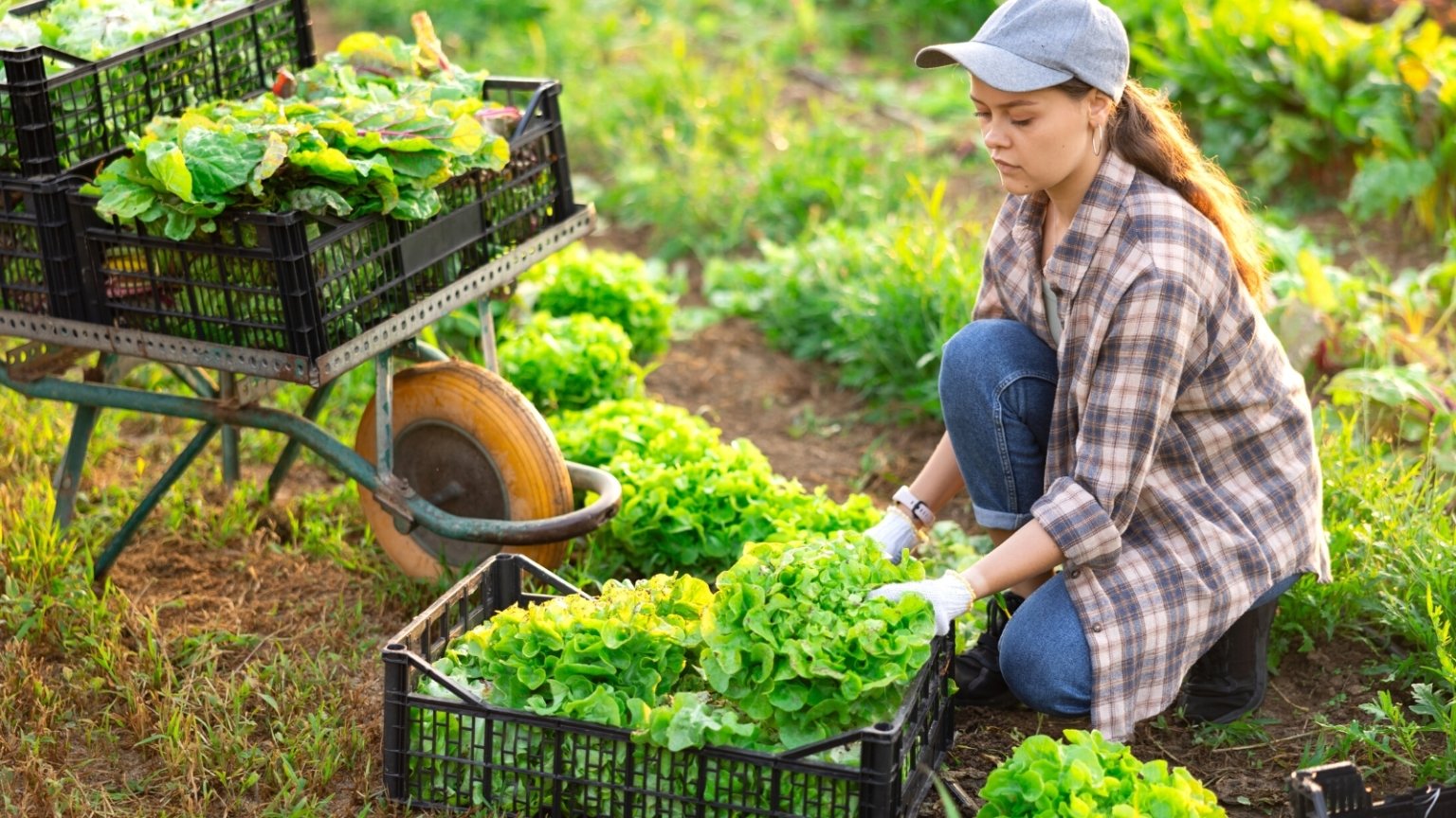 What is a Monoculture?