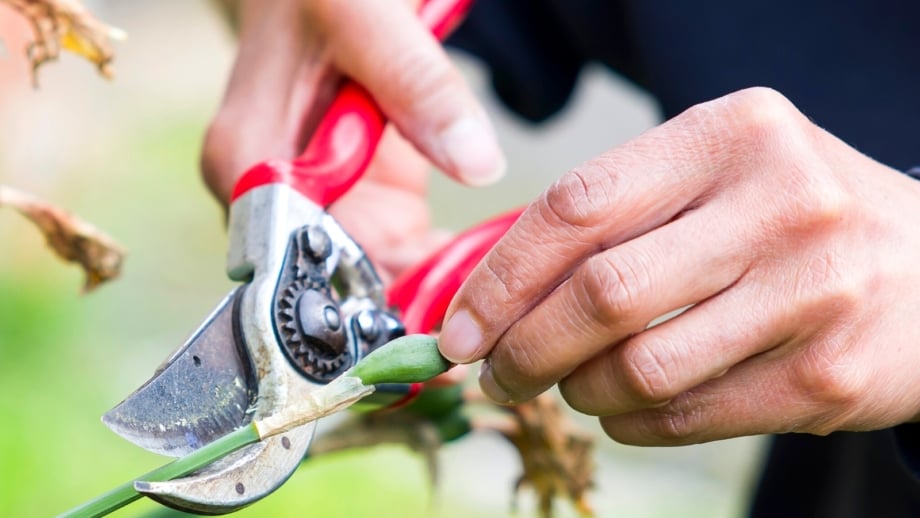 What to Do With Paperwhites When They've Finished Blooming