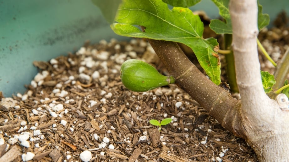 How to Plant, Grow, and Care For 'Black Mission' Fig Trees