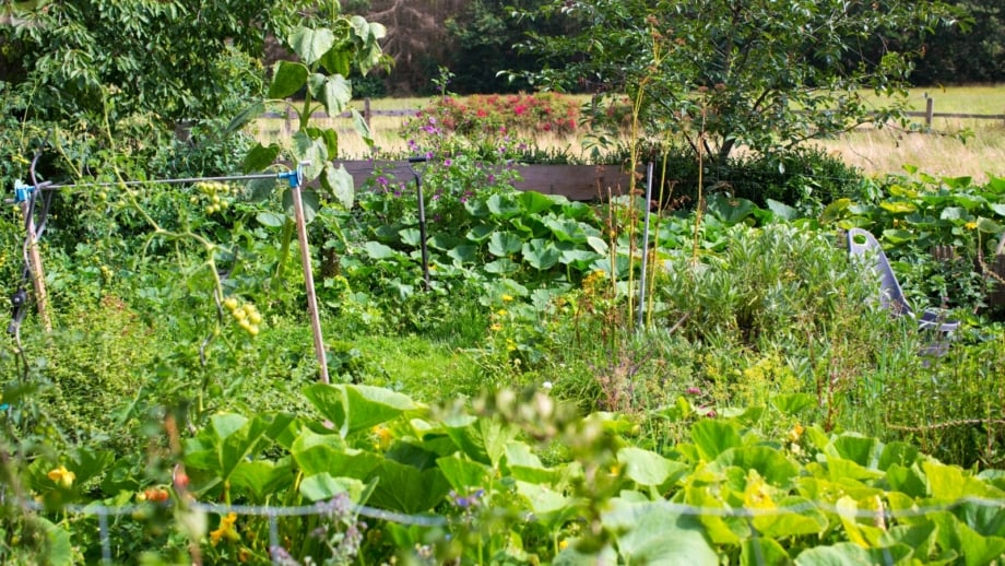 How To Grow A Food Forest