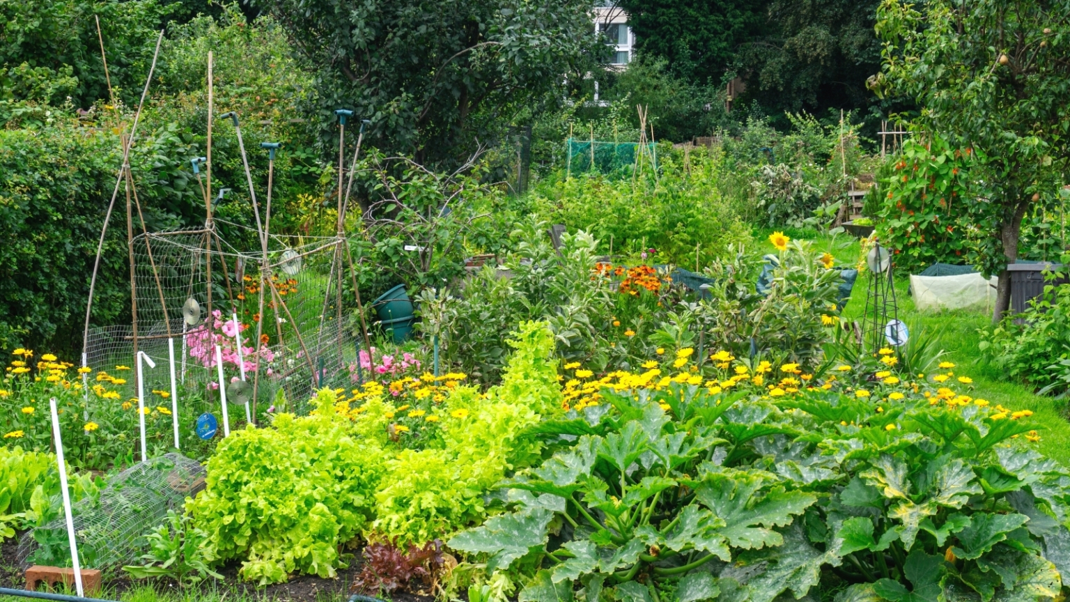 How To Grow A Food Forest