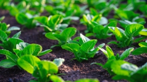 15 Best Early Spring Vegetables
