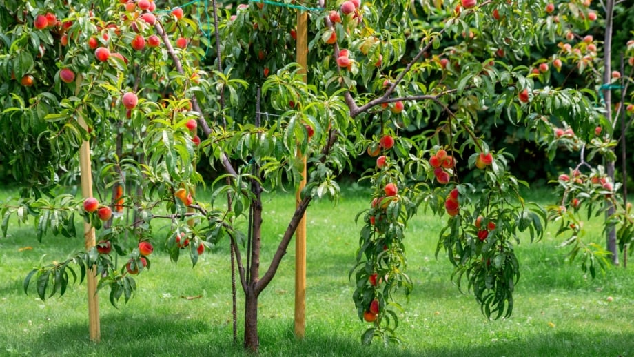 9 Best Peach Tree Varieties for Home Gardens
