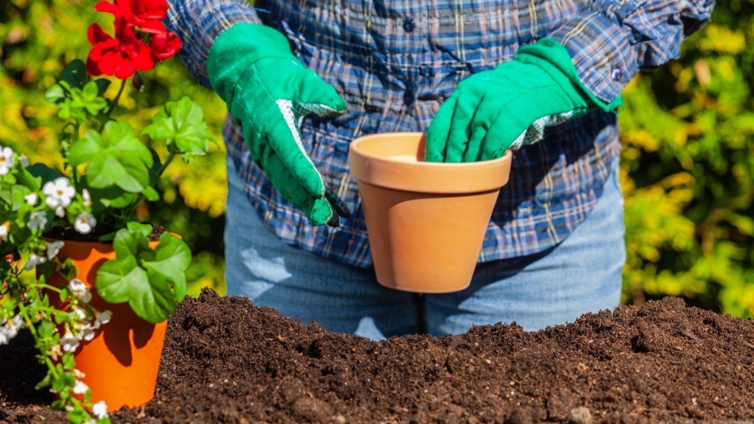 11 Tips for Growing Beautiful Ranunculus in Pots