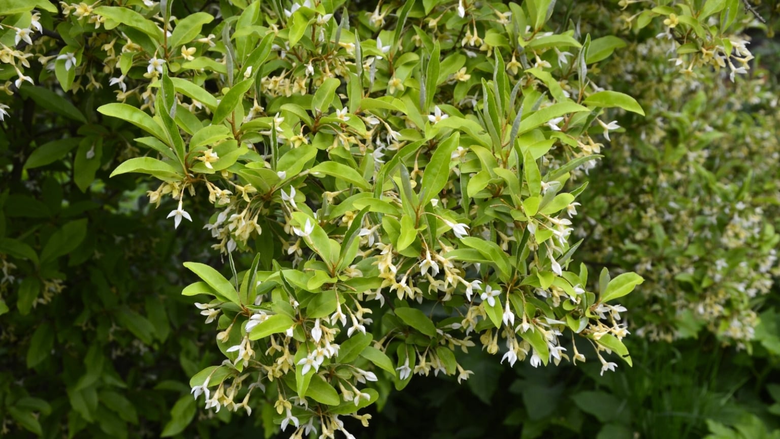 How to Get Rid of Autumn Olive Shrubs