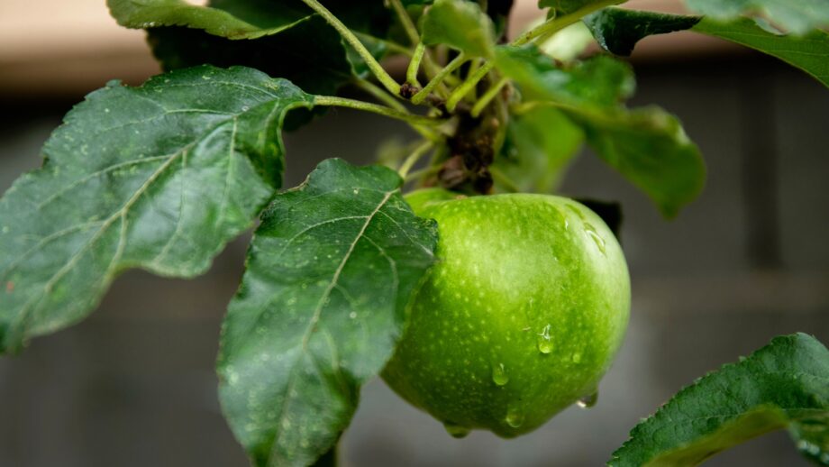 How to Plant, Grow, and Care for 'Granny Smith' Apple Trees