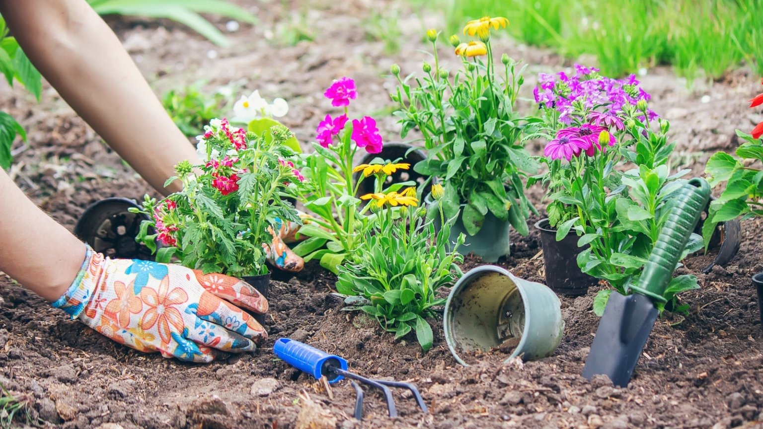 What Are Growing Zones, and What Do They Mean for Your Garden?