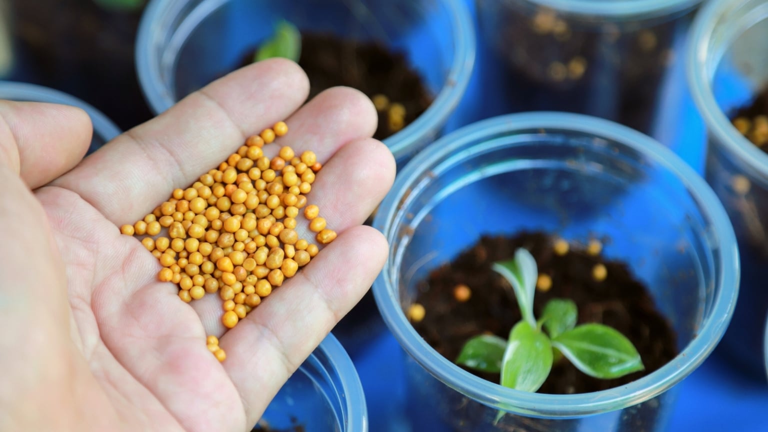 15 Best Tips for Seed-Sowing Success This Season