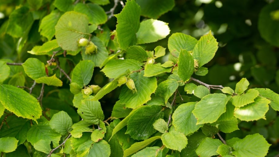 How to Plant, Grow, and Care for Hazelnuts