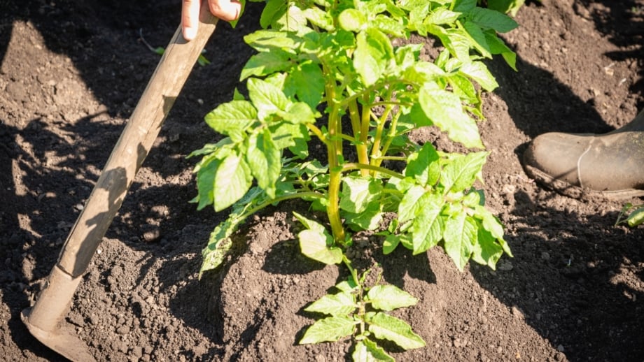 When Should You Plant Potatoes?