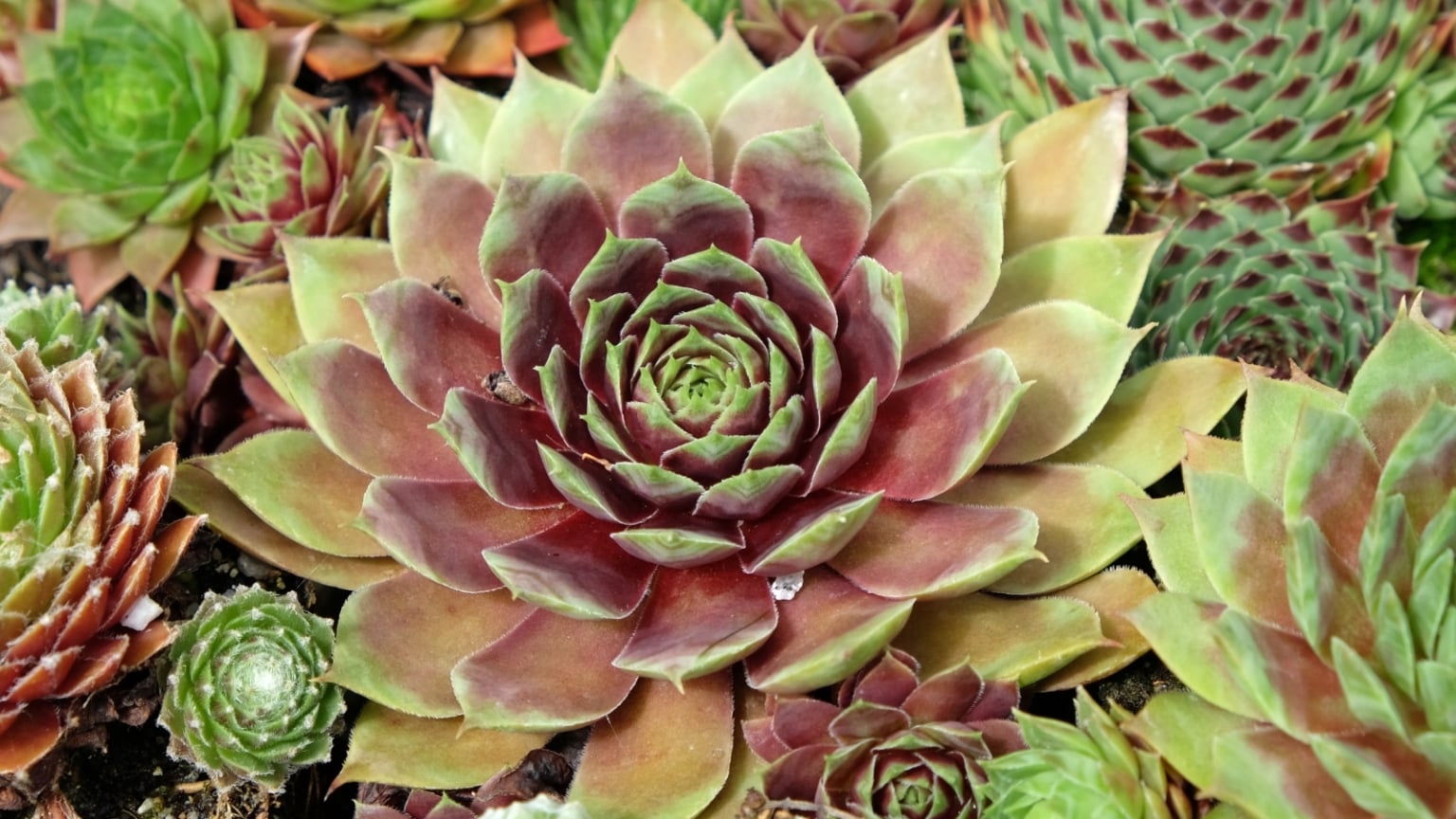 19 Fun Plants Named for Animals