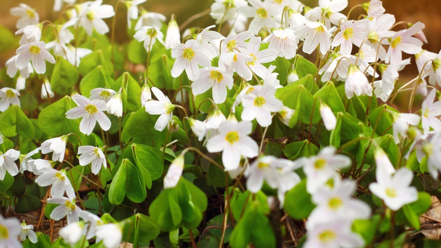 13 Irish Plants to Grow this Saint Patrick's Day