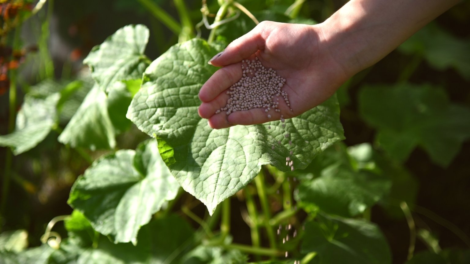 11 Tips for Fertilizing Your Garden this Spring