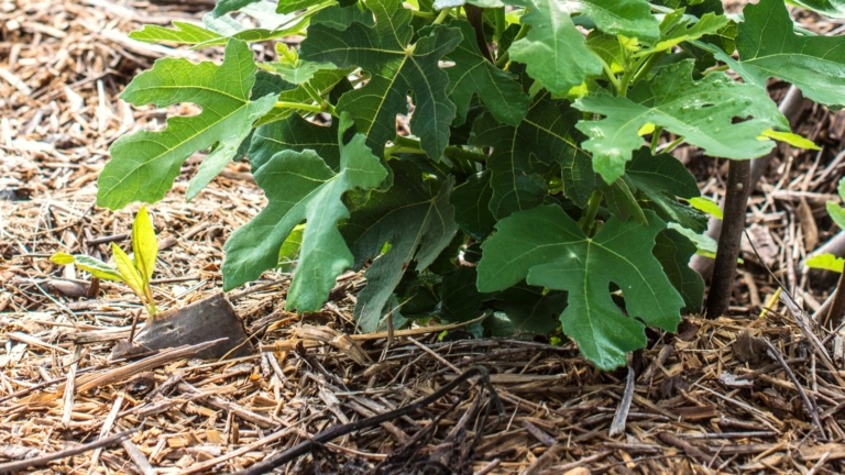 How to Plant, Grow, and Care For 'Brown Turkey' Figs