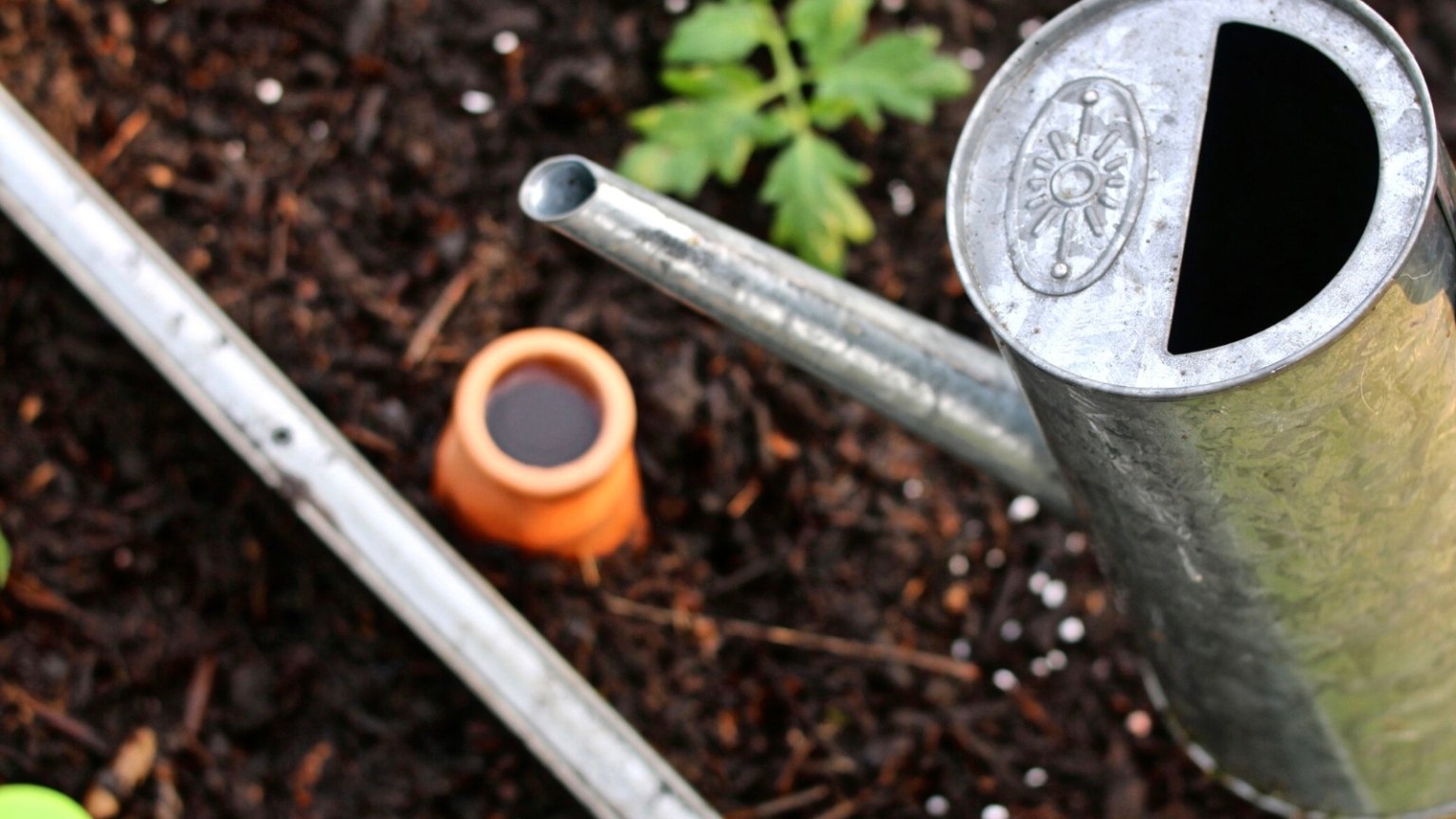 How and Why to Use an Olla to Water Your Garden