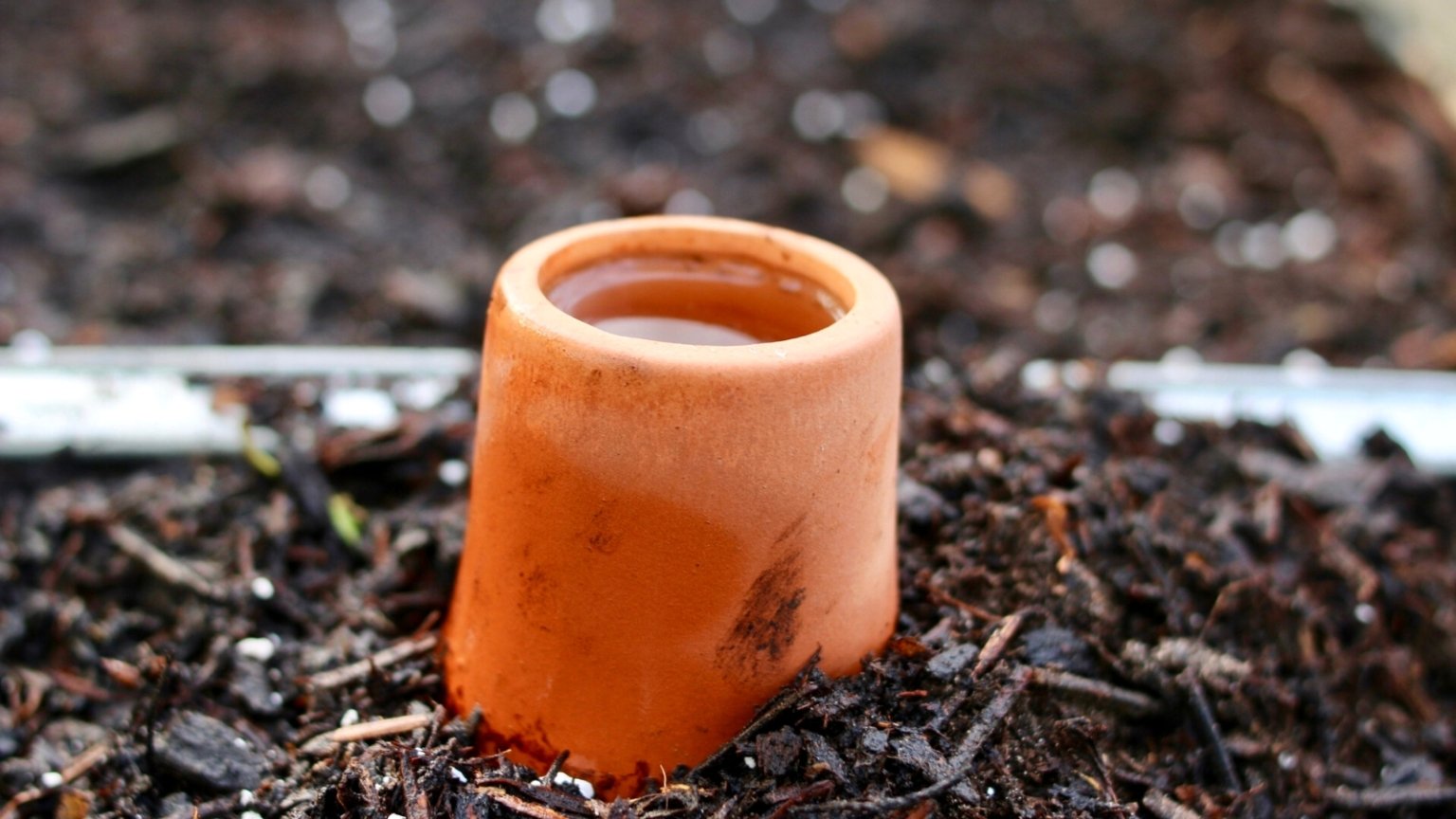 How and Why to Use an Olla to Water Your Garden