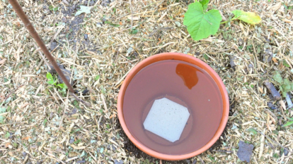 How and Why to Use an Olla to Water Your Garden