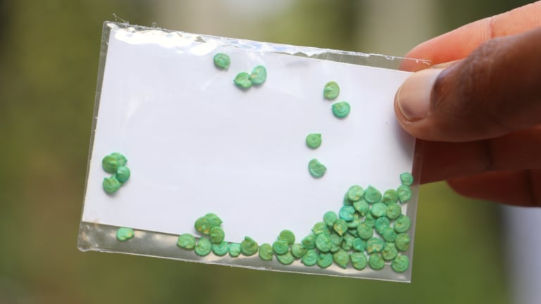 Soaking Seeds: What it Means if Seeds Sink or Float