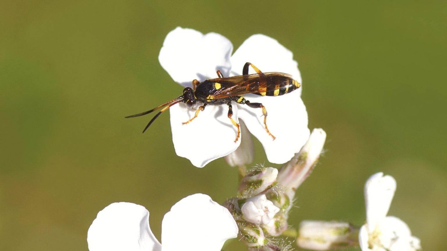 5 Ancient Gardening Methods that Work in the Modern Garden