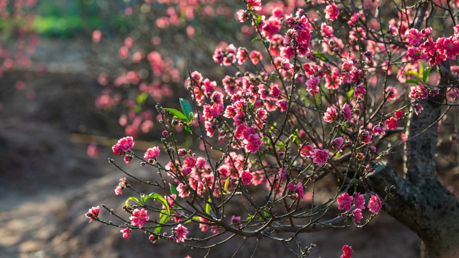 9 Best Peach Tree Varieties for Home Gardens