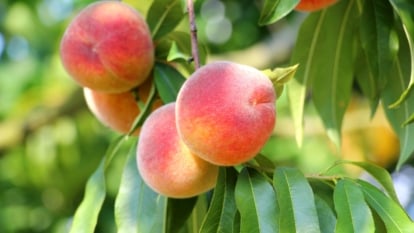 9 Best Peach Tree Varieties for Home Gardens