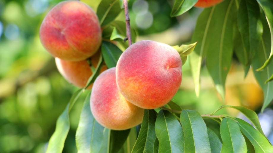 9 Best Peach Tree Varieties for Home Gardens