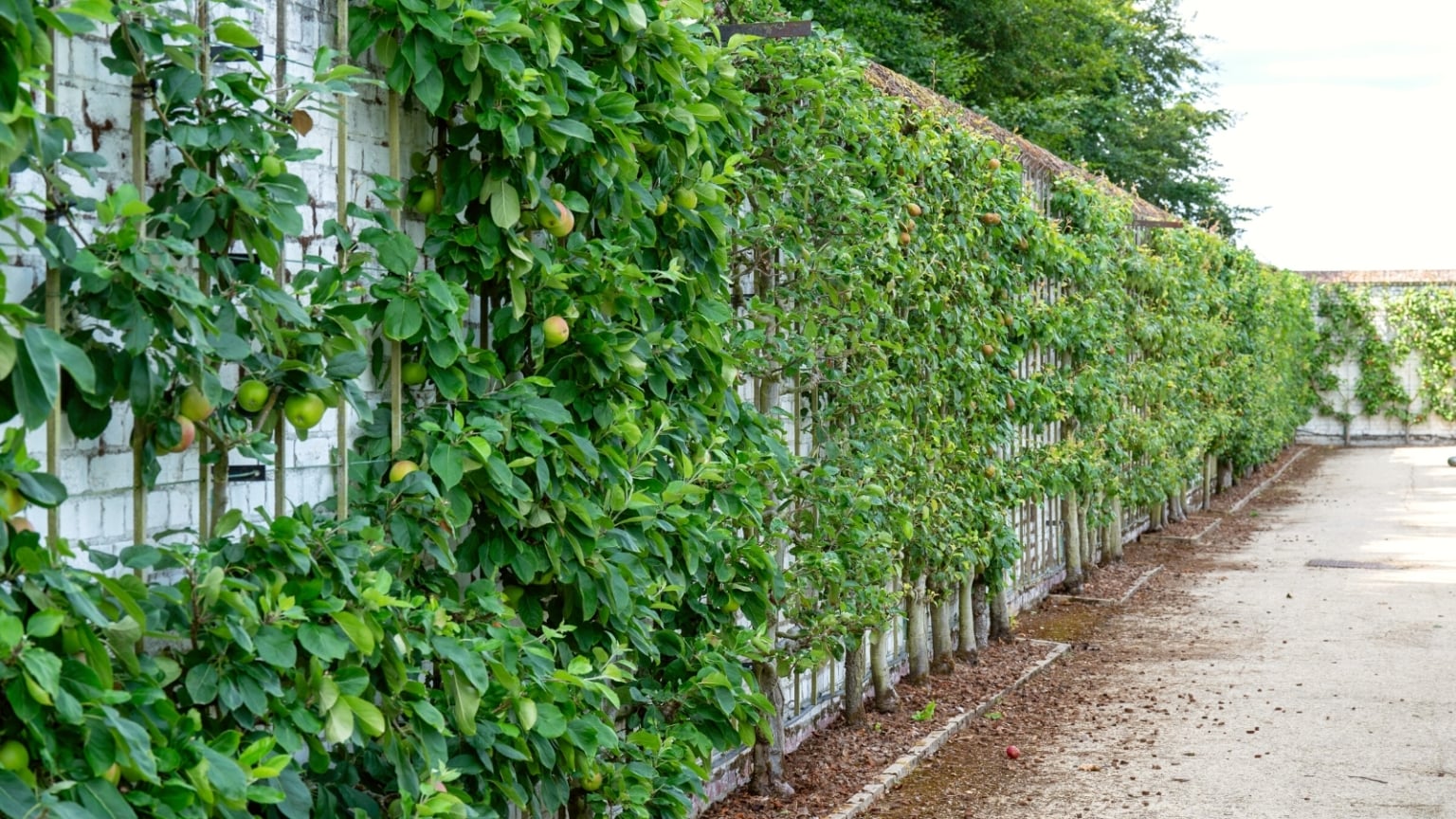 How to Espalier Fruit Trees and Climbing Plants in 6 Easy Steps