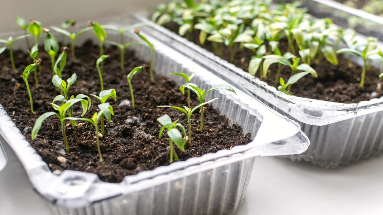 Soaking Seeds: What it Means if Seeds Sink or Float