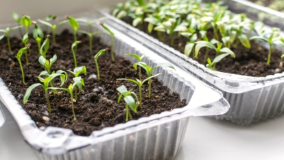 Soaking Seeds: What it Means if Seeds Sink or Float