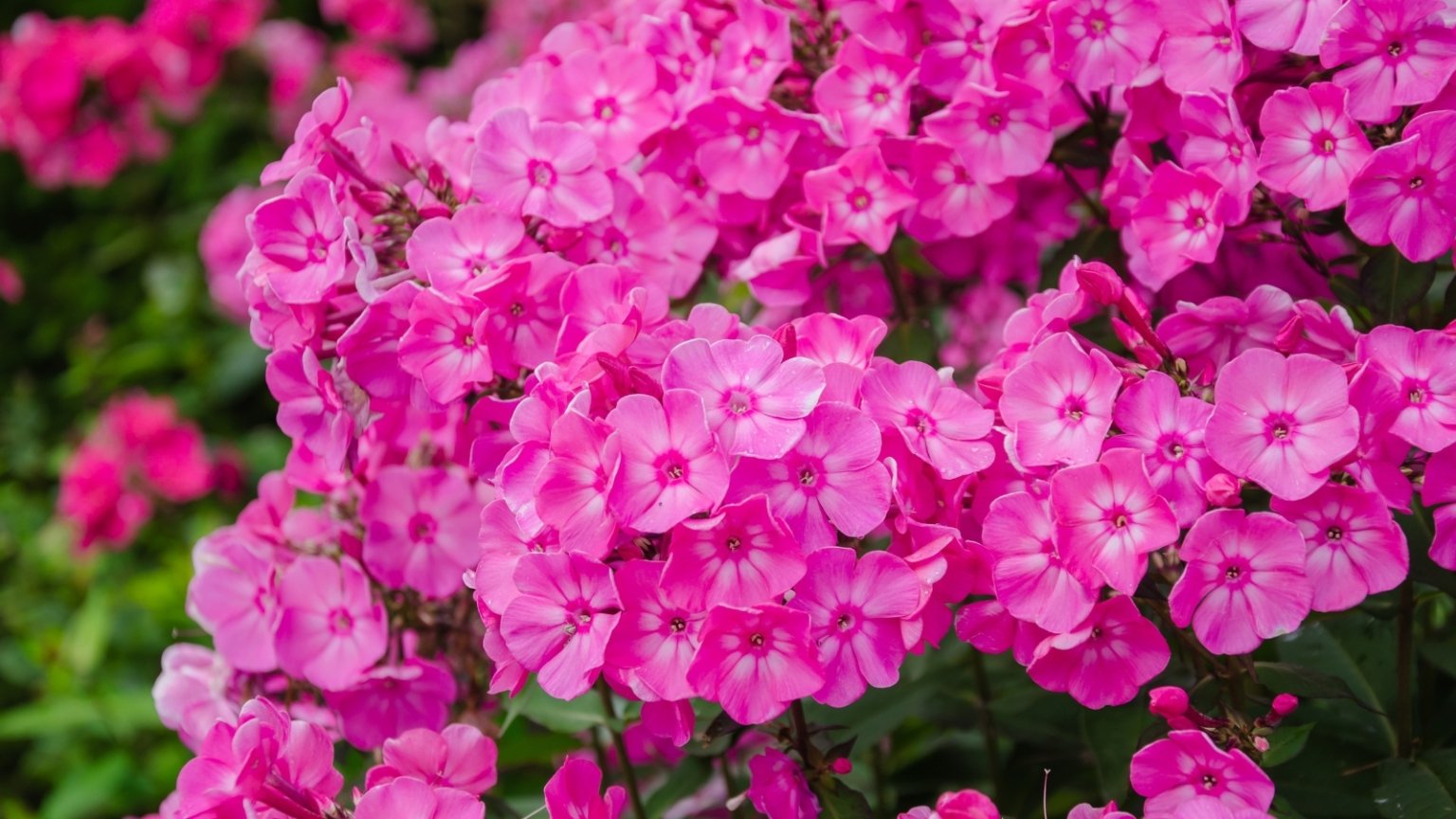 Which Growing Zones Are in Pennsylvania?